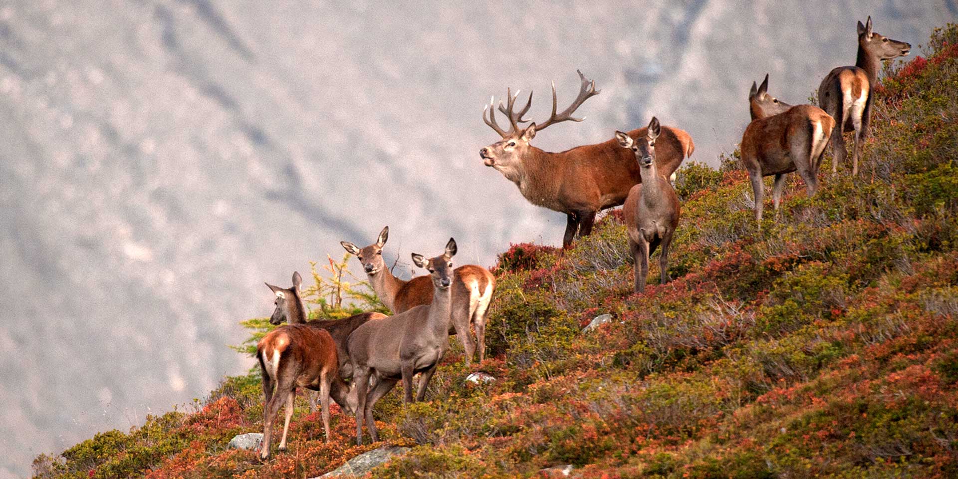 Cerbiatto Che Dorme Cervo Sdraiato A Terra 2144464 Stock Photo Su