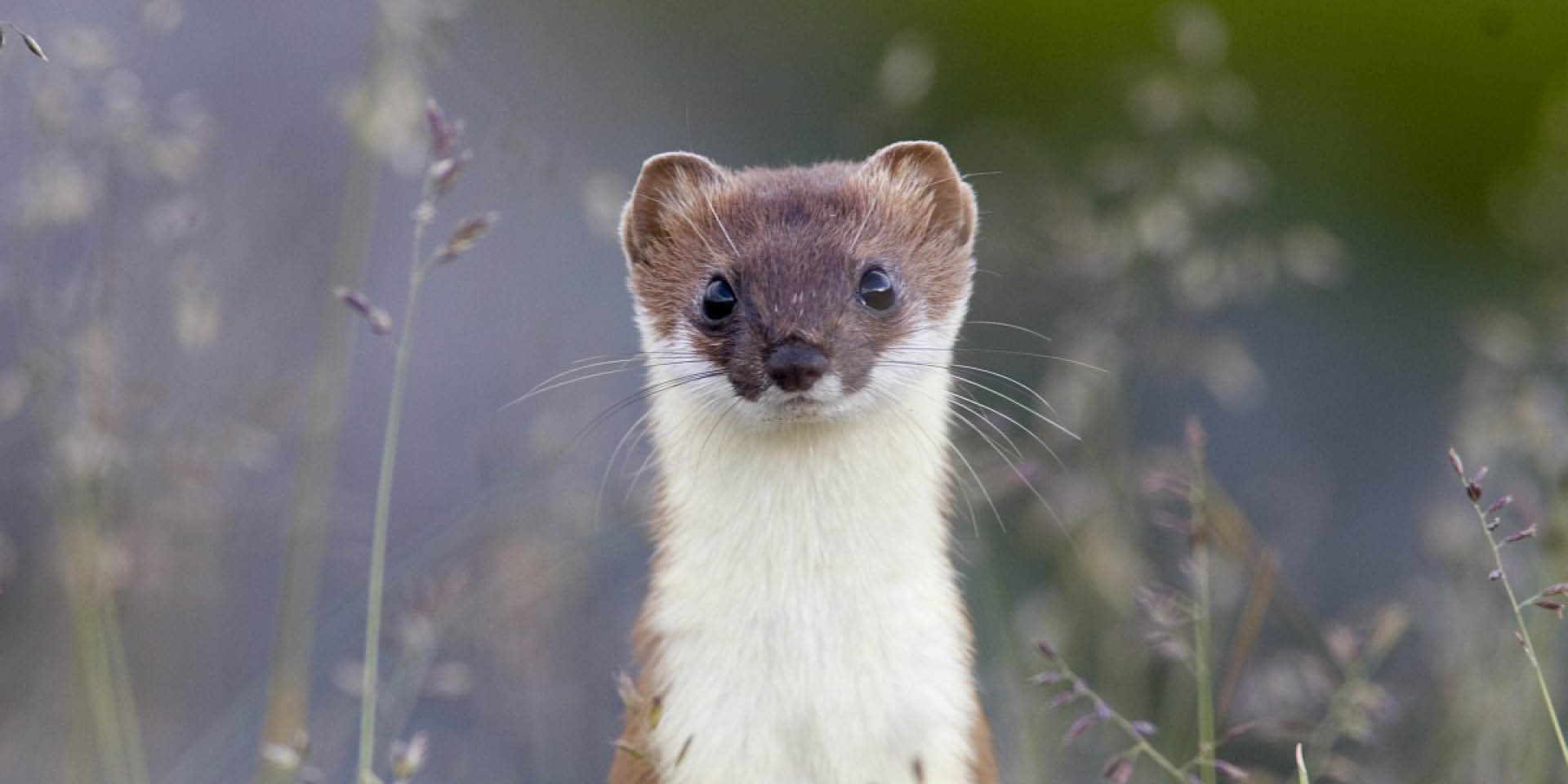 L’animale dell’anno 2018 è l’ermellino | Pro Natura