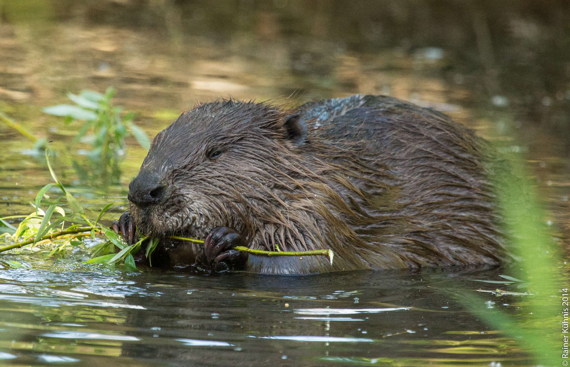 Aktion Biber & Co. im Kanton Graubünden | Pro Natura