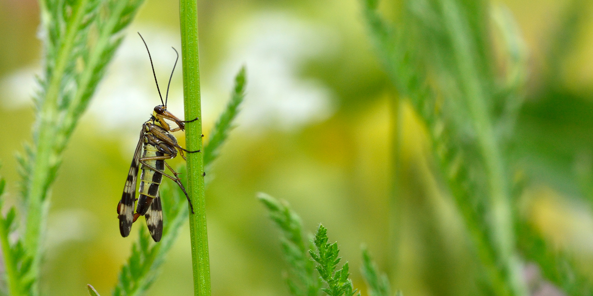 Insekten entdecken | Pro Natura