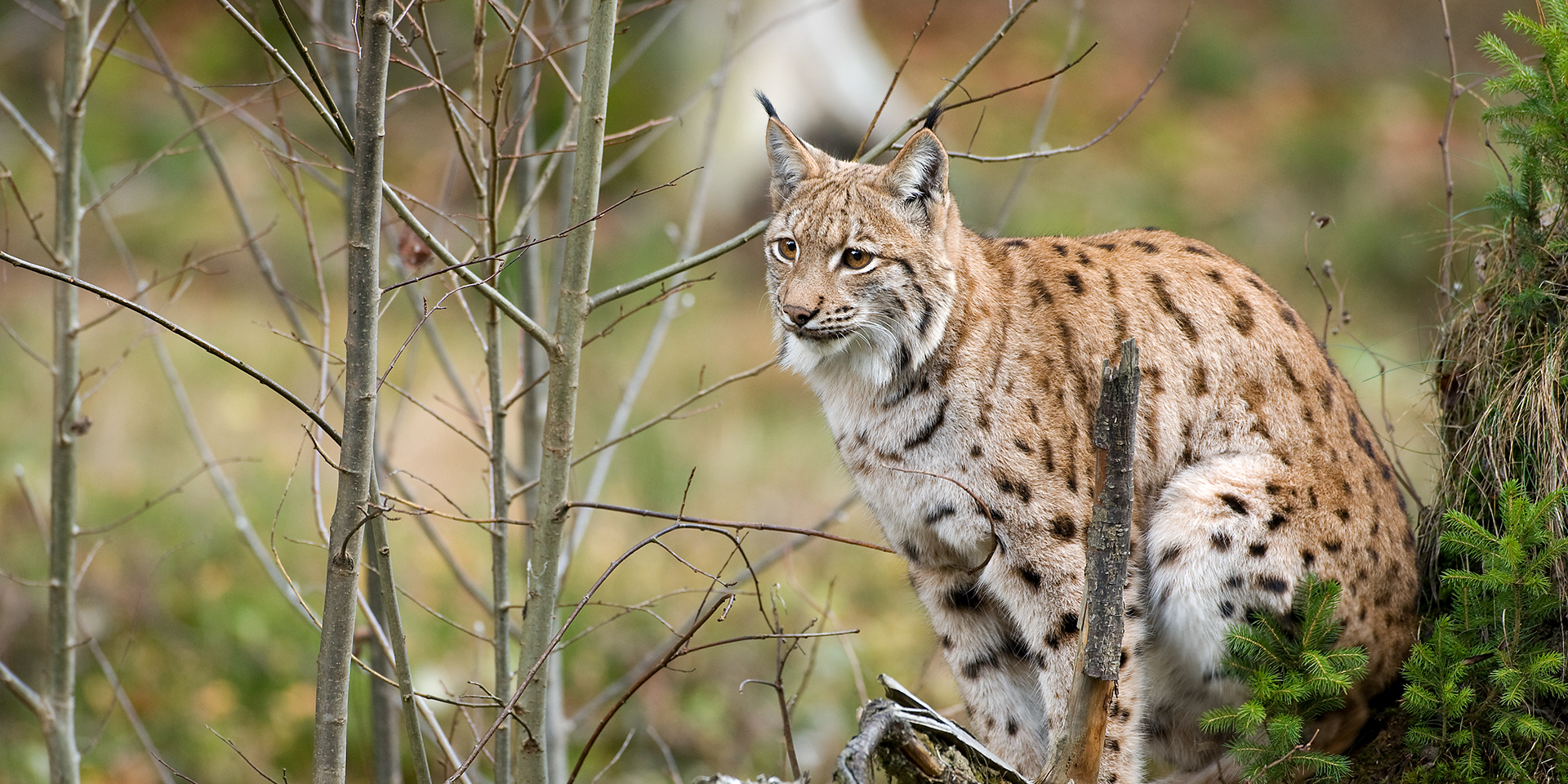 Auf den Spuren von Luchs, Wolf und Bär | Pro Natura