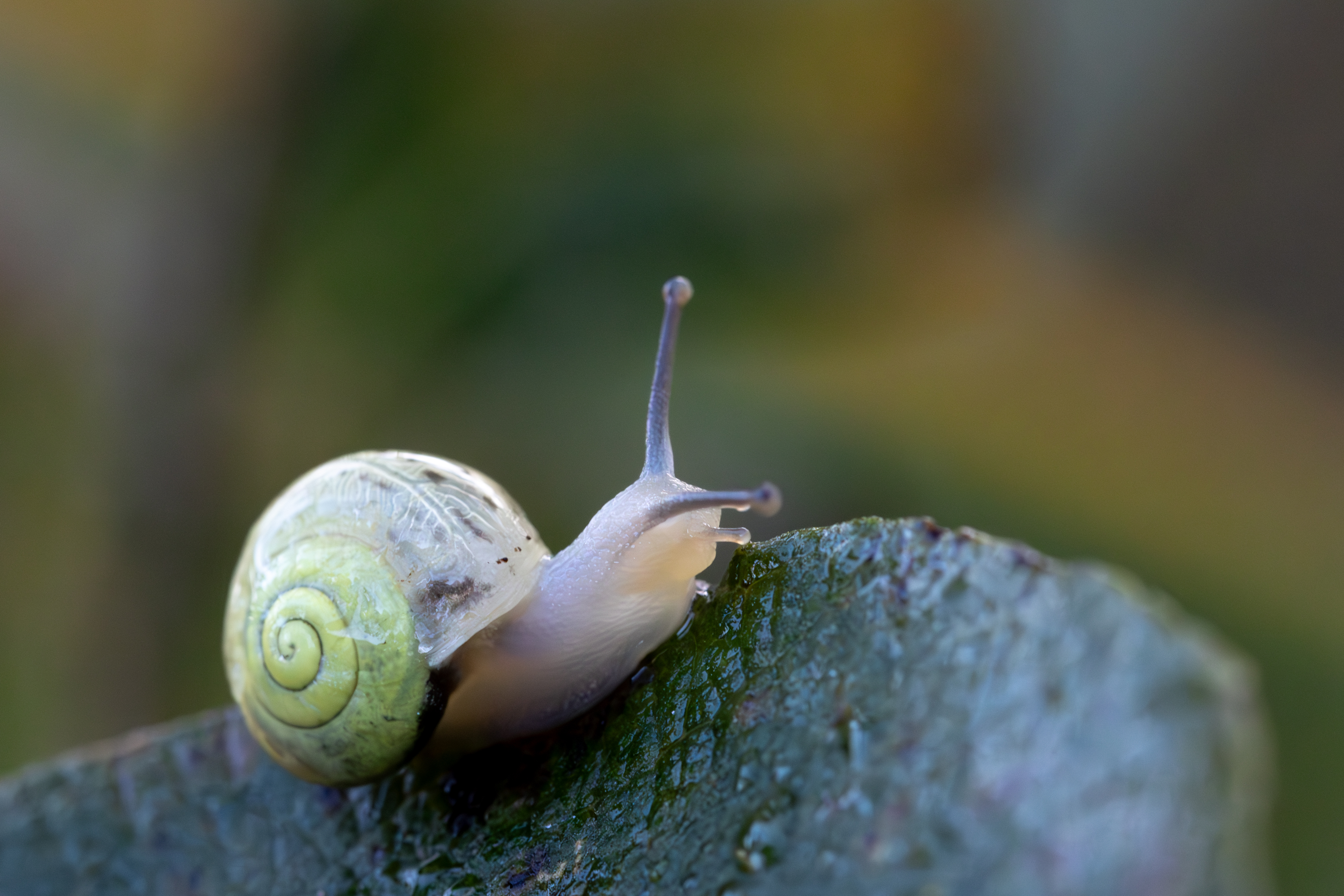 L’escargot, mini-héros de la nouvelle exposition du Centre Pro Natura ...