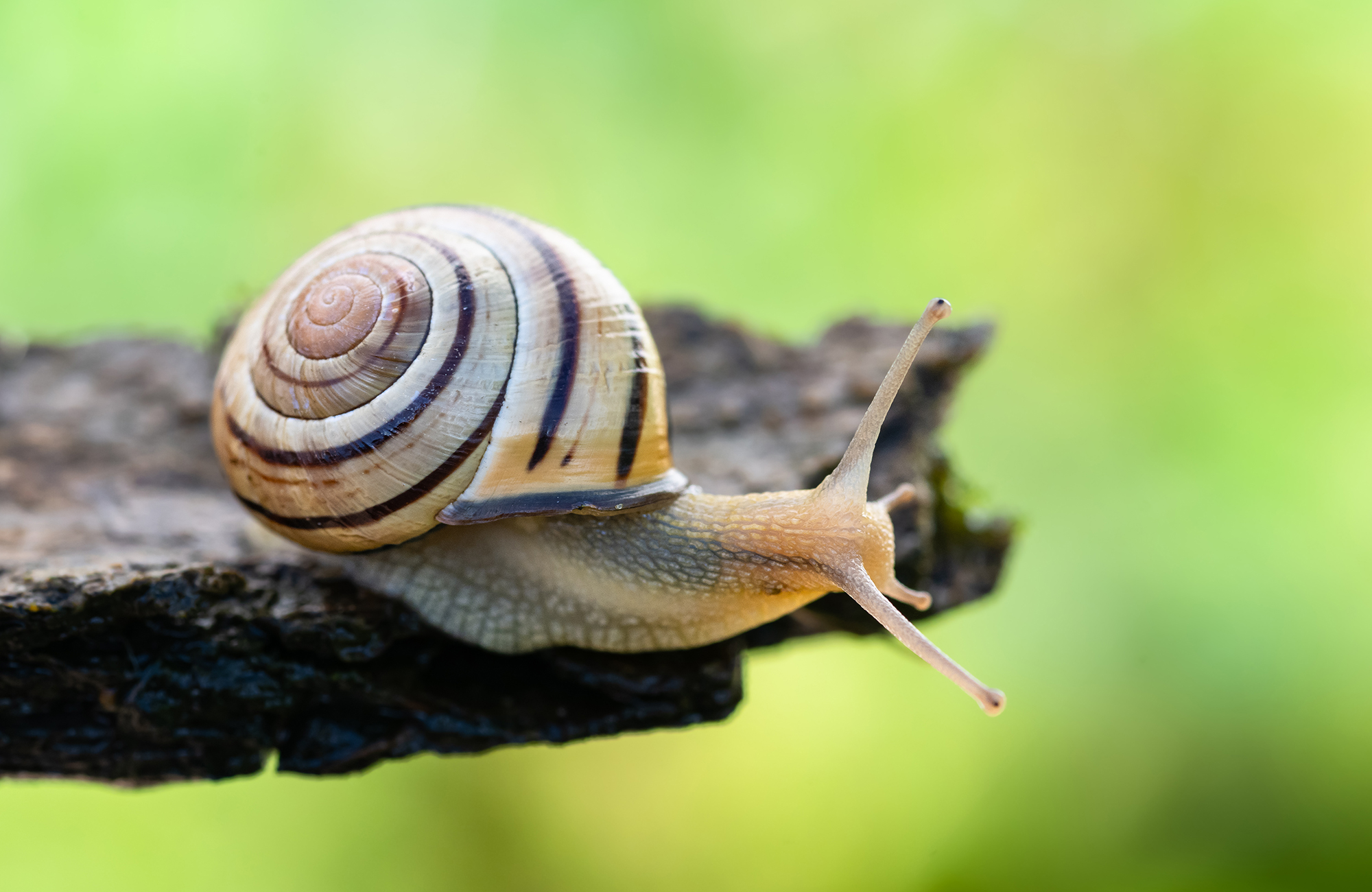 Die Hain-Schnirkelschnecke ist das Tier des Jahres 2025 | Pro Natura