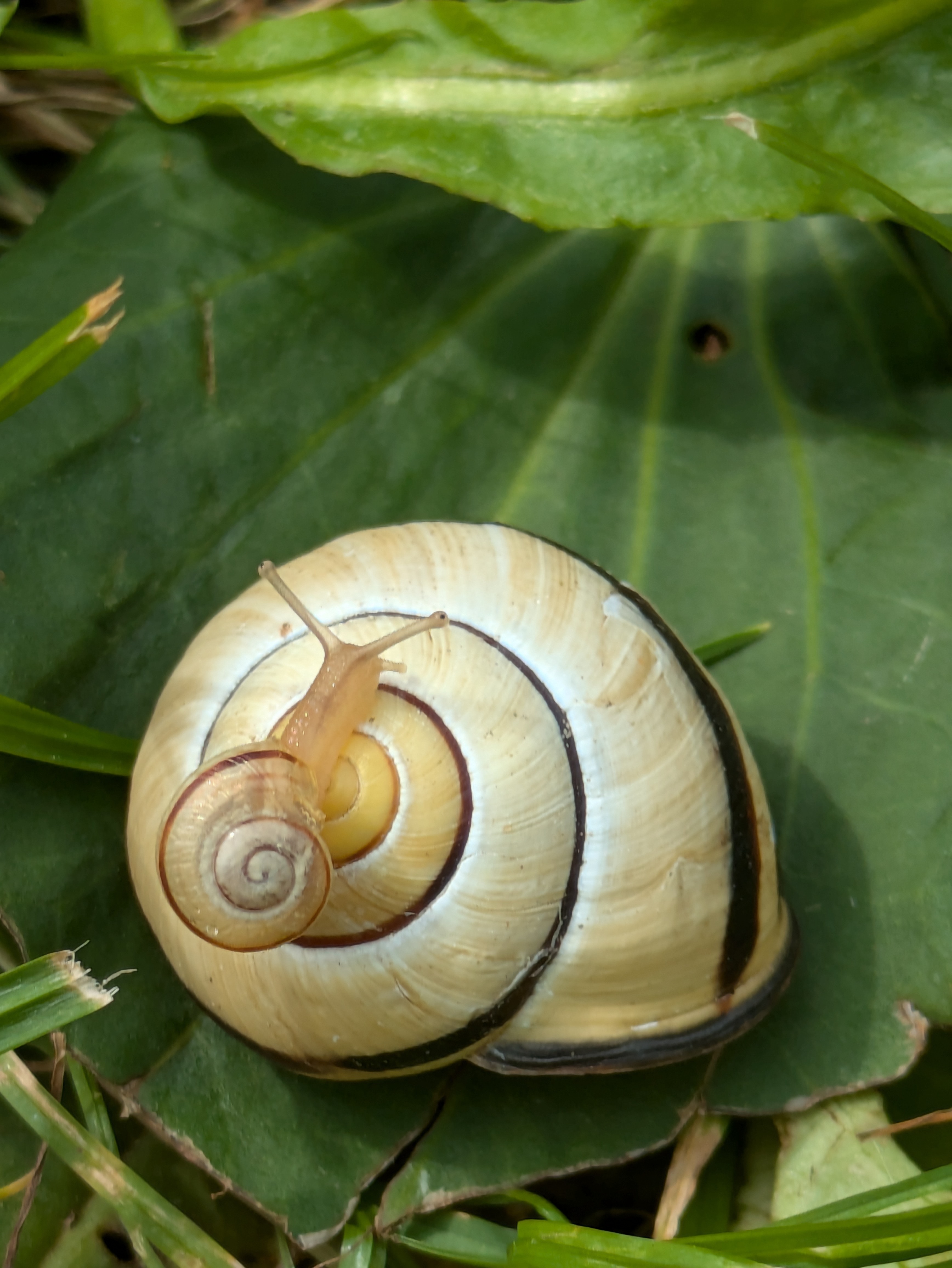 Schnecken-Safari | Pro Natura