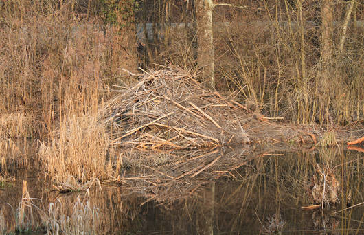 Biber-Lexikon | Pro Natura