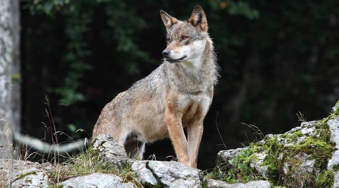 Wie der Wolf wieder in die Schweiz kam | Pro Natura