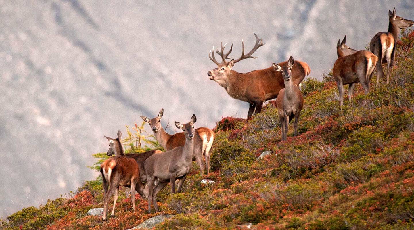Animal de l’année 2017: le cerf élaphe | Pro Natura