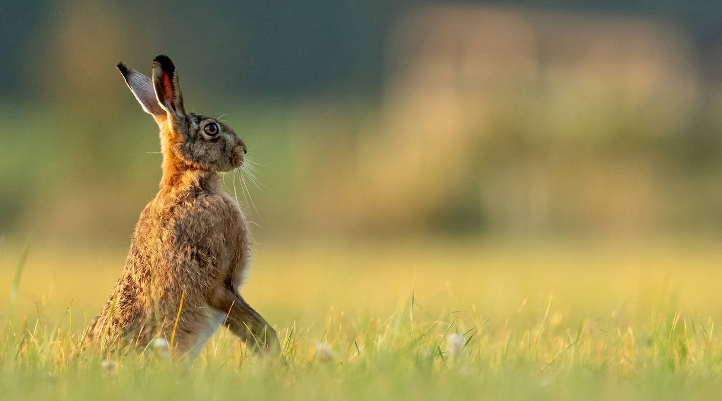 «Aktion Hase & Co.» für ein vielfältiges Kulturland | Pro Natura