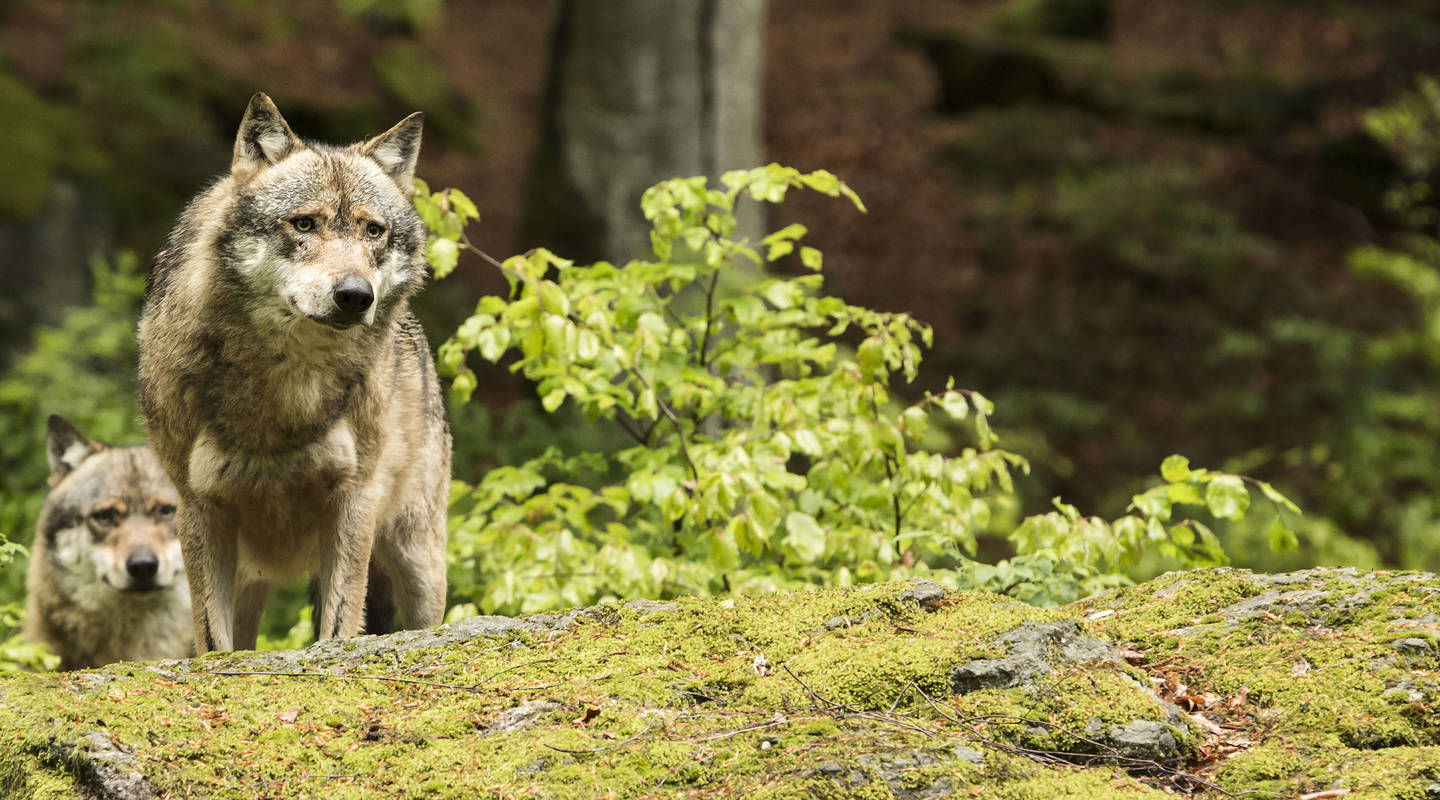 Wie der korrekte Elektrozaun vor dem Wolf schützt | Pro Natura