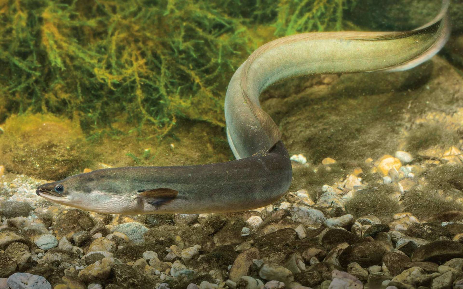 Das Wandern ist des Aales Lust | Pro Natura