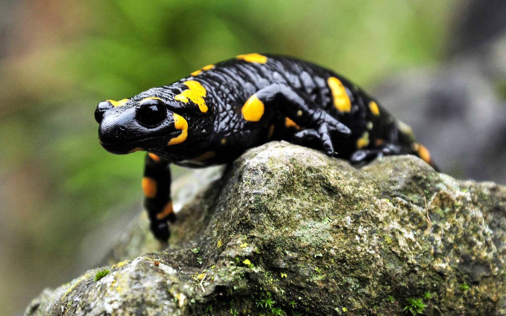 Salamander: Beobachtungen melden | Pro Natura