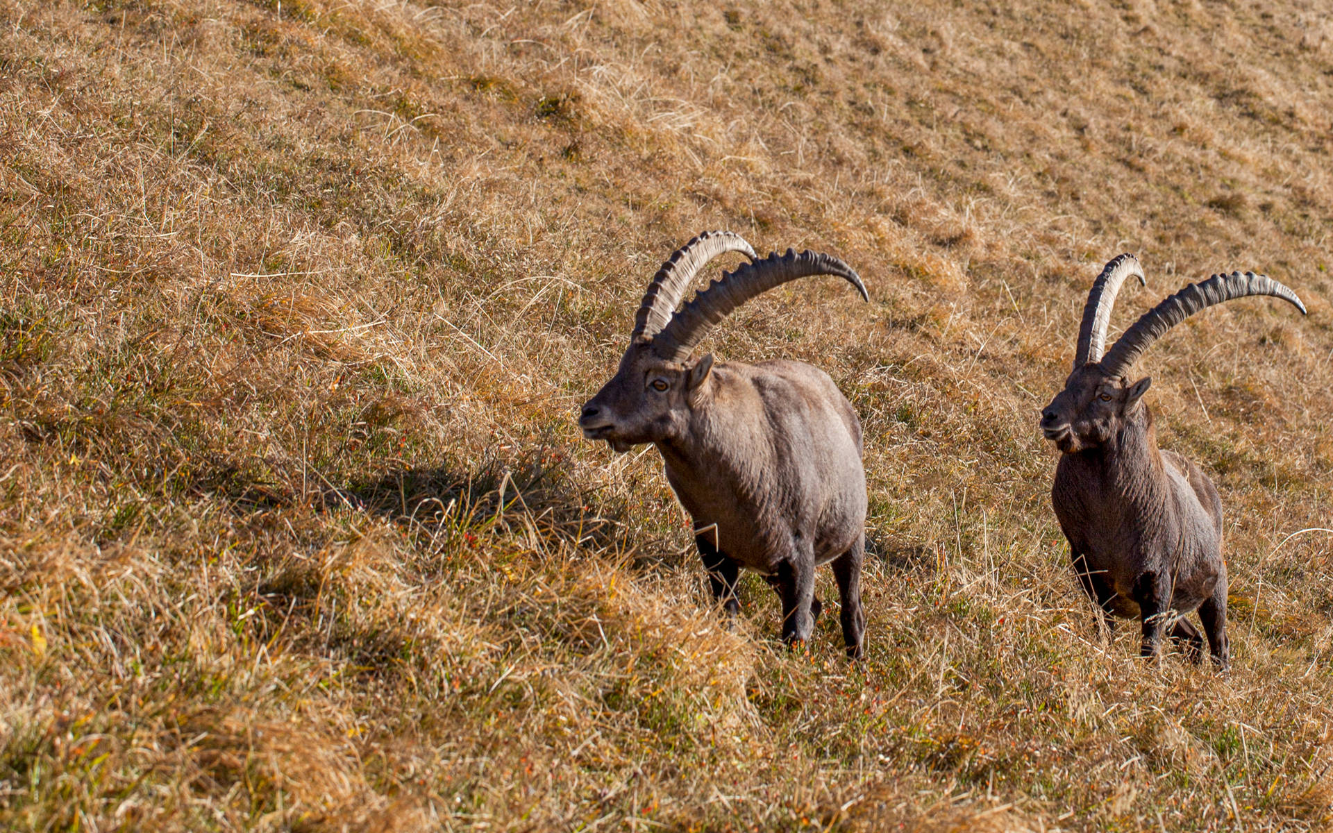 Stellen und Praktika bei Pro Natura | Pro Natura