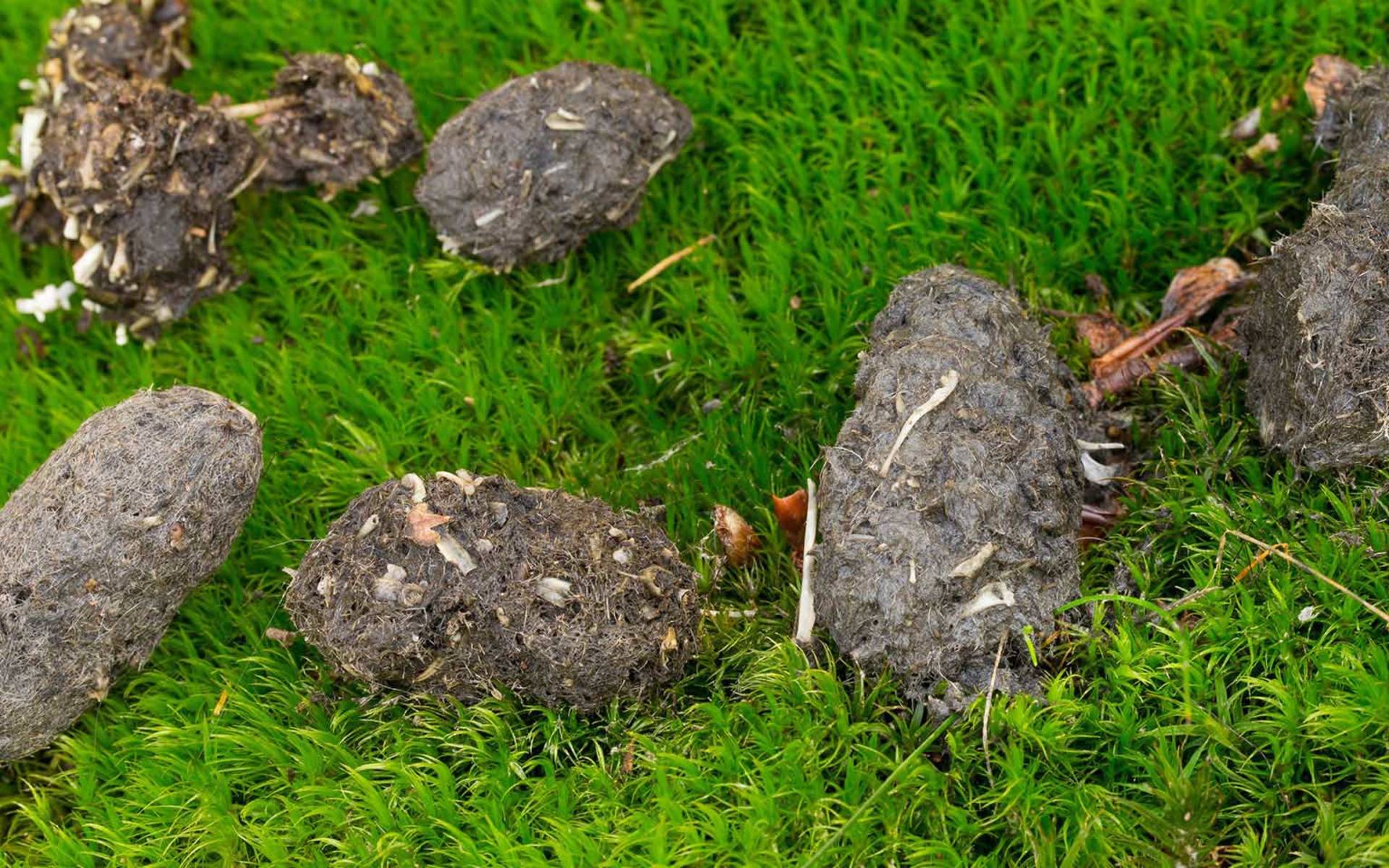 Spannender Lesestoff: Gewölle | Pro Natura Spannender Lesestoff: Gewölle | Pro Natura