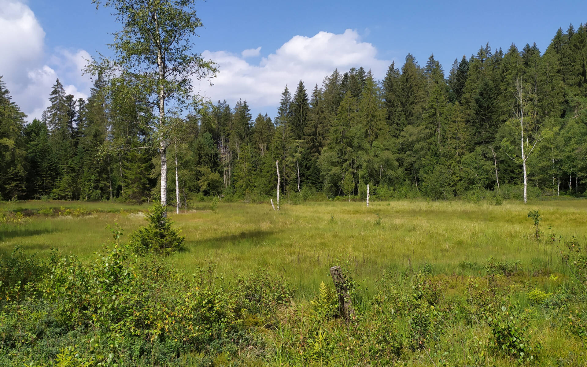 Moorregenerationsprojekte Turbenmoos Enzenau | Pro Natura