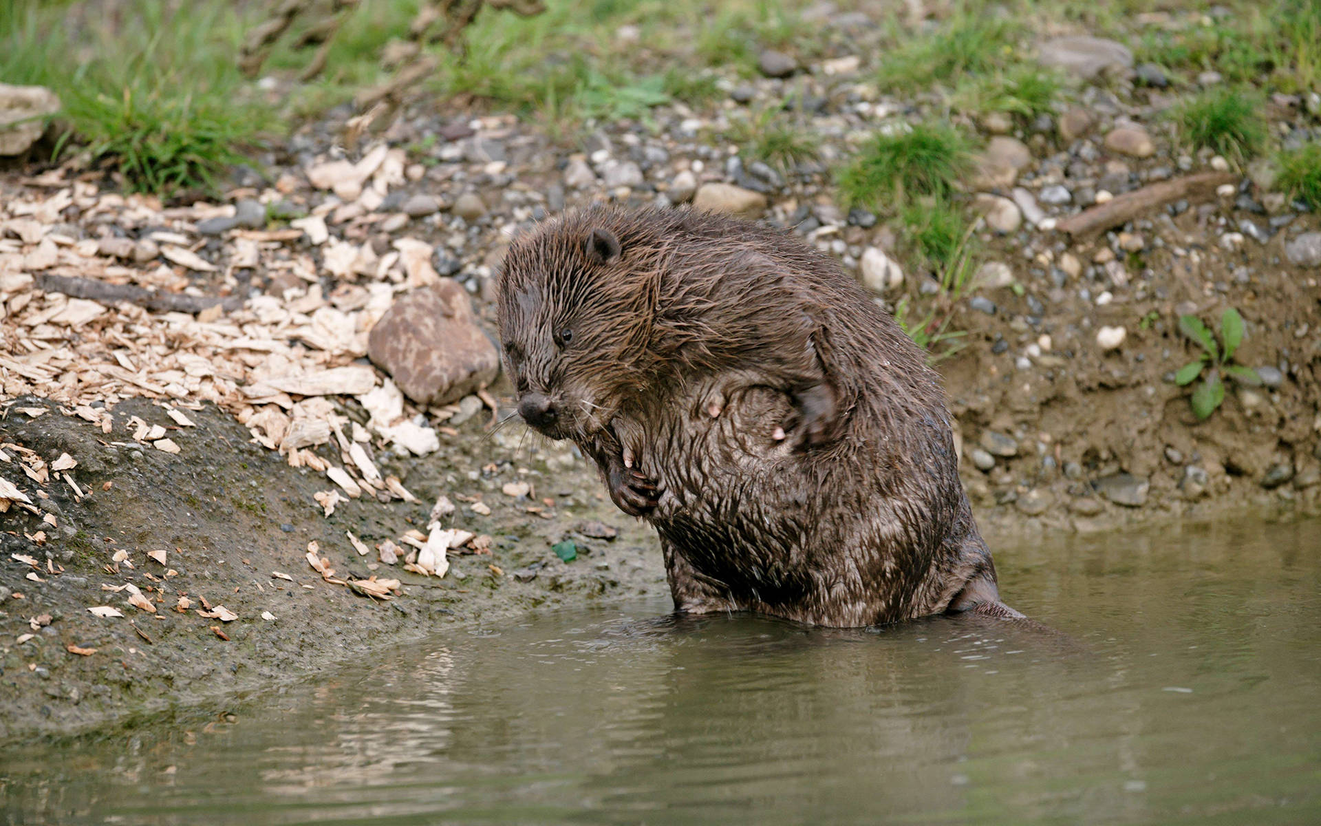 Die wichtigsten Fakten zum Biber | Pro Natura