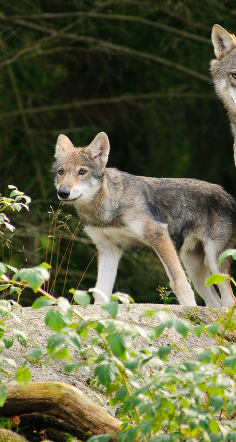 Le principe de proportionnalité n’est pas respecté pour réguler les ...